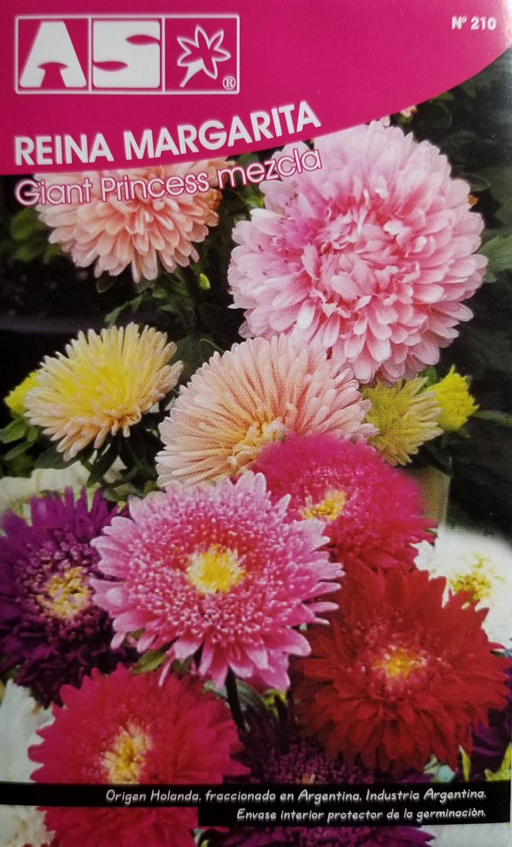 REINA MARGARITA Giant Princess mix – Arie Sonneveldt