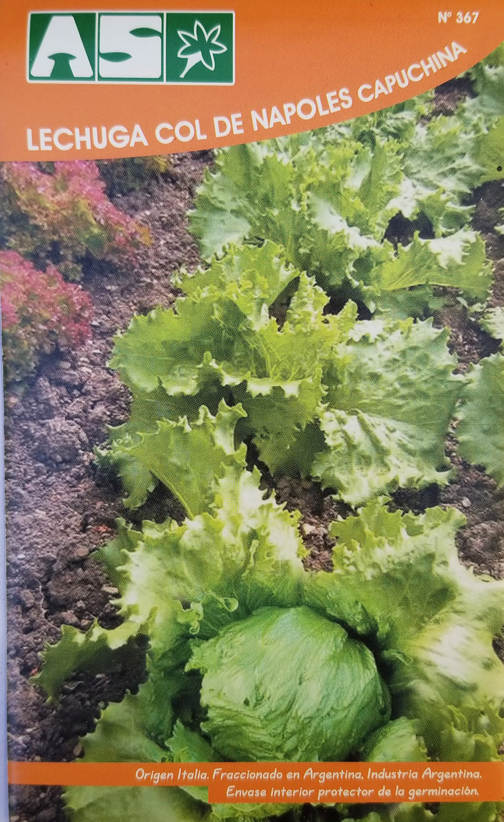 LECHUGA COL DE NAPOLES Capuch – Arie Sonneveldt