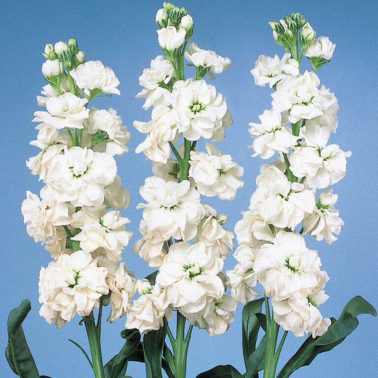 Aleli Cheerful White – Arie Sonneveldt