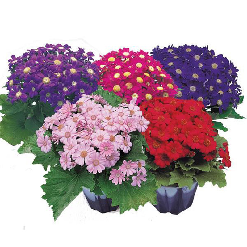 Cinenaria Perfection Mix – Arie Sonneveldt