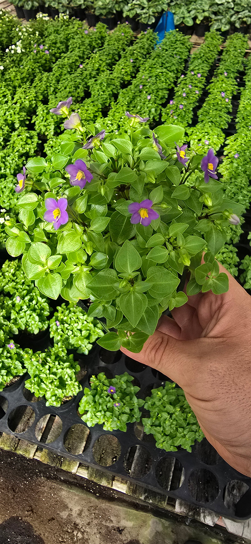 Exacum – Arie Sonneveldt