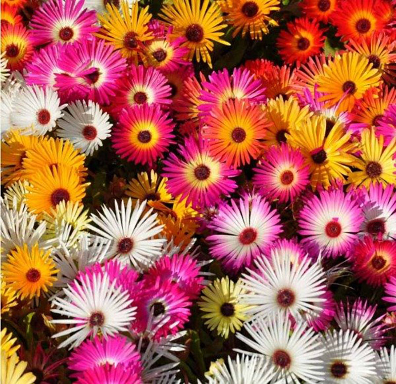 Ficoide Rayito De Sol – Arie Sonneveldt