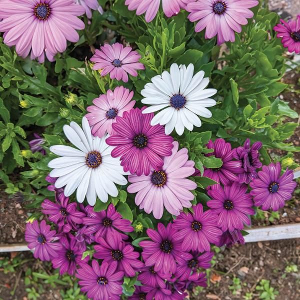 Osteospermum Asti Mix – Arie Sonneveldt