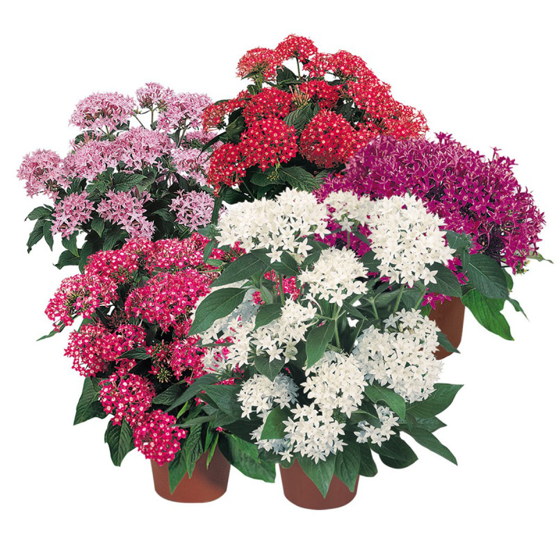 Pentas New Look Mix – Arie Sonneveldt