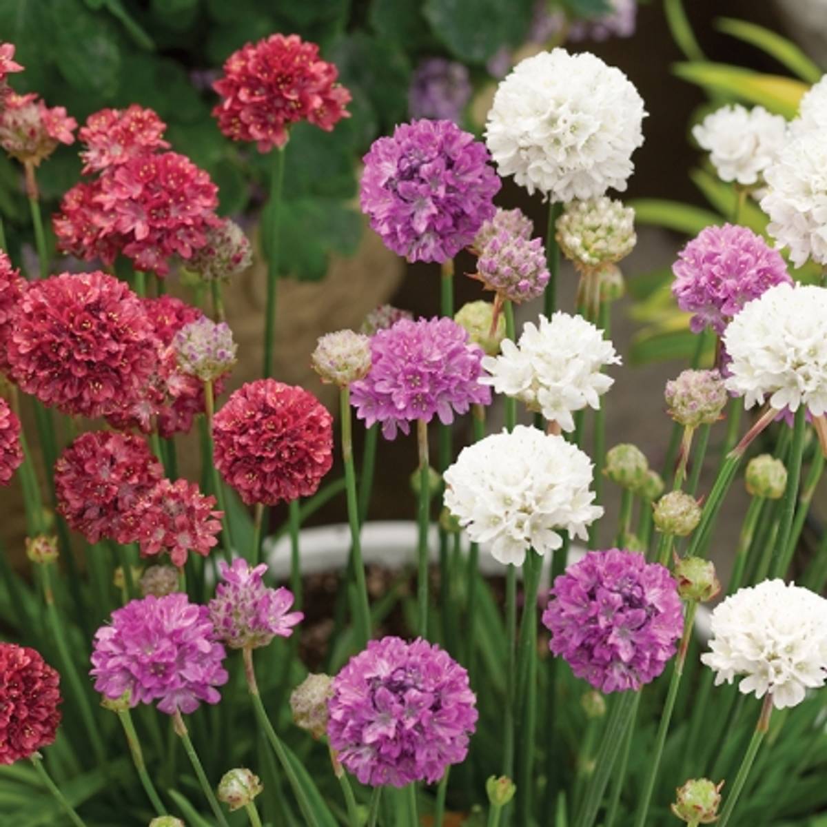 Armeria Ballierina – Arie Sonneveldt
