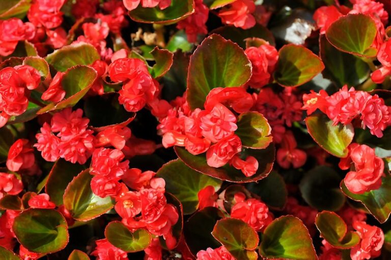 Begonia Fiona – Arie Sonneveldt