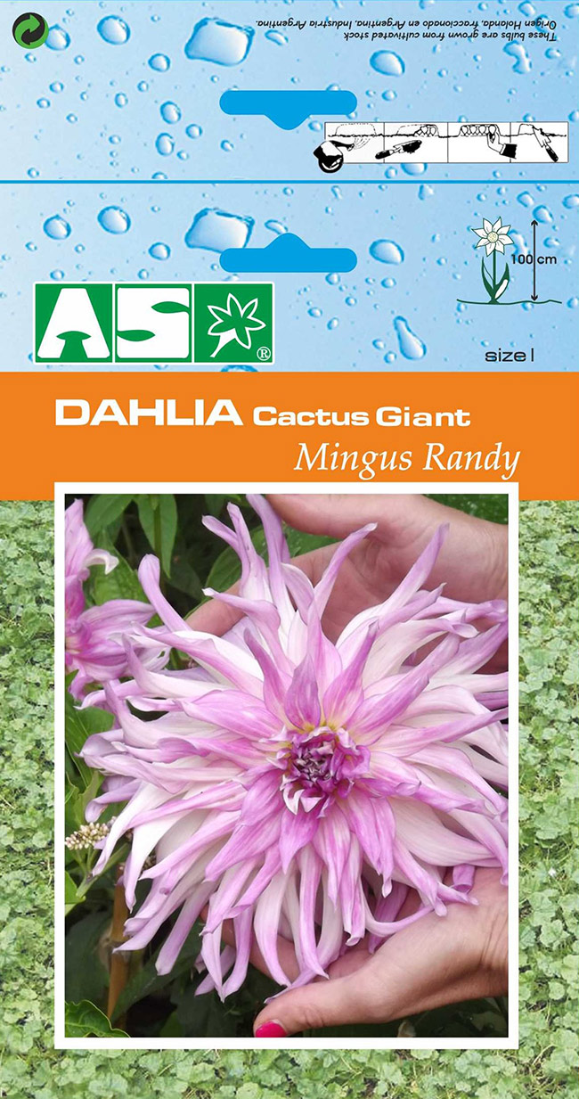 Dahlia Cactus Giant Mingus Randy Pb – Arie Sonneveldt