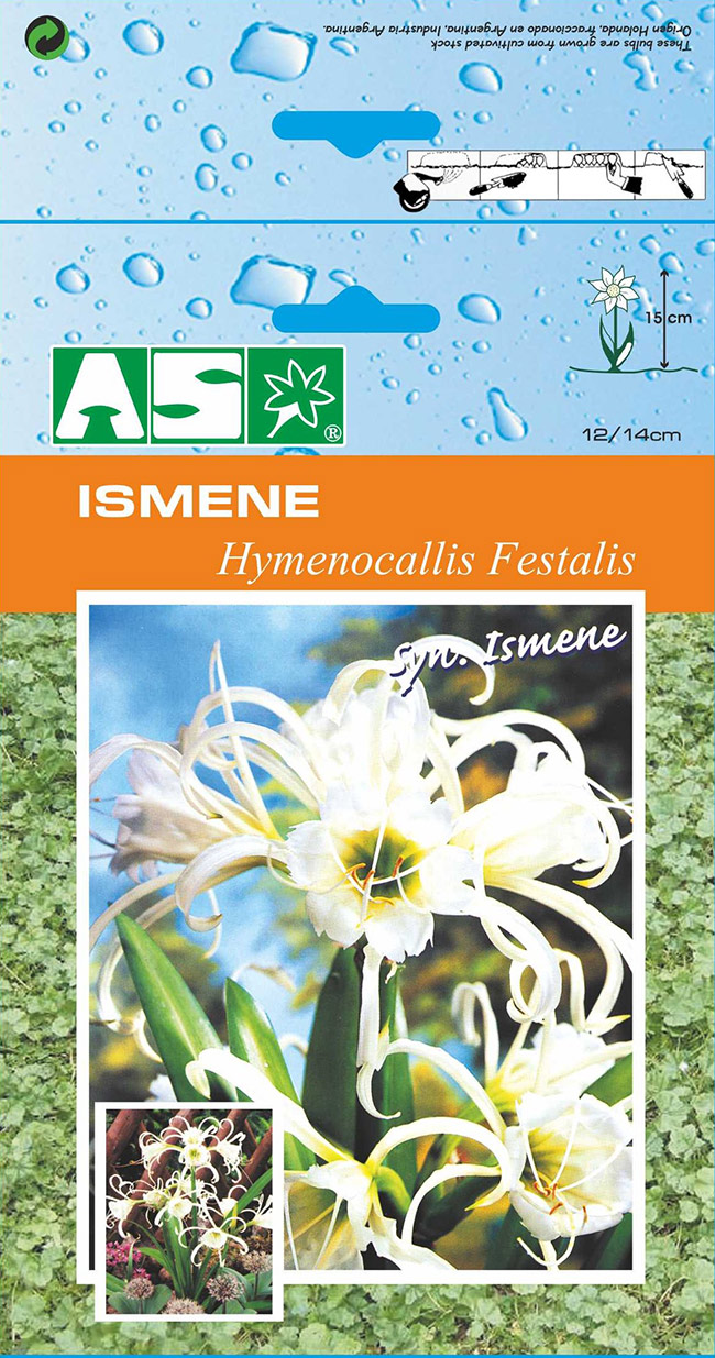 Ismene Hymenocallis Festalis Pb – Arie Sonneveldt