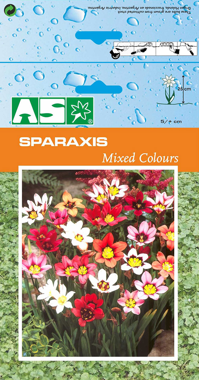 Sparaxis Mixed Colours Pb – Arie Sonneveldt