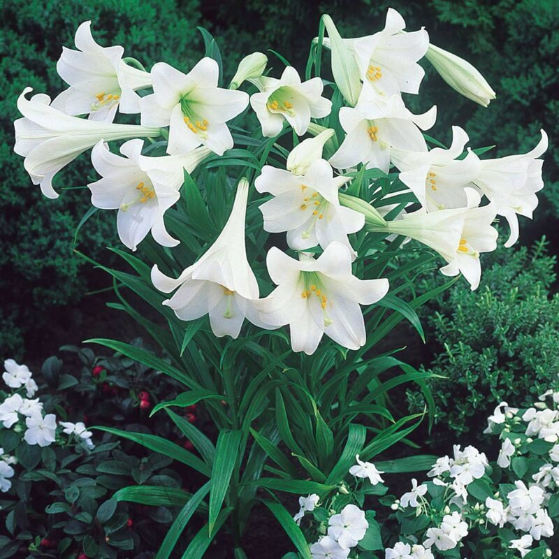 Azucena Blanca White Heaven – Arie Sonneveldt