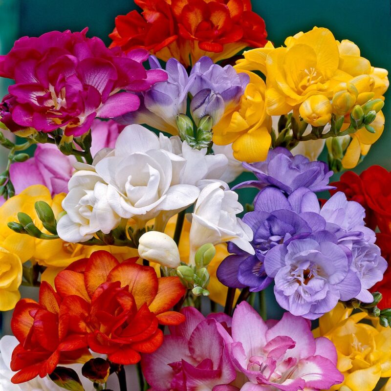 Freesia Doble Mix – Arie Sonneveldt