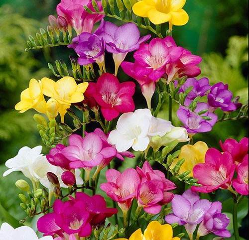 Freesia Simple Mix – Arie Sonneveldt