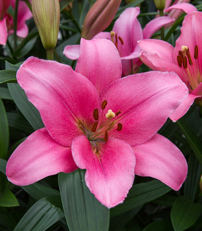 Lilium Mix Colores – Arie Sonneveldt