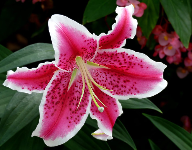 Lilium Oriental Curie Rojo – Arie Sonneveldt