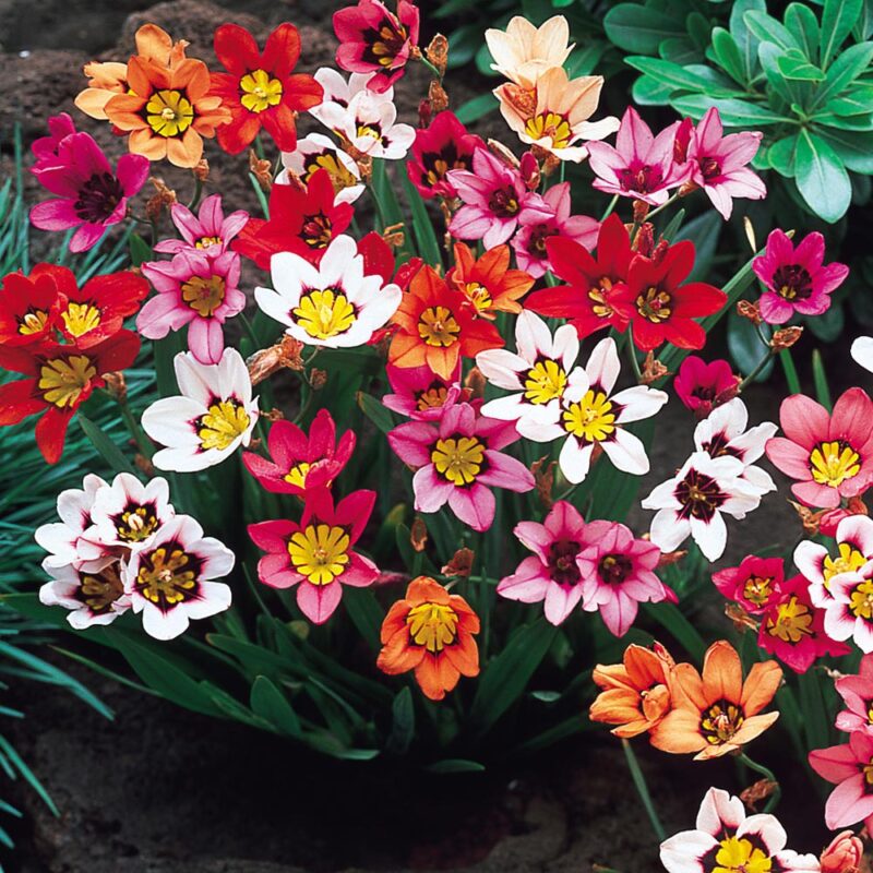 Sparaxis Mix – Arie Sonneveldt