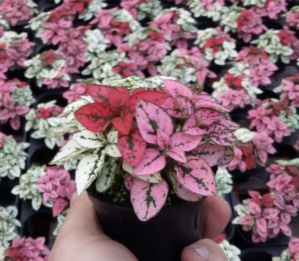 Hypoestes Mix – Arie Sonneveldt